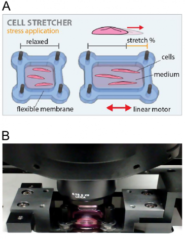 Cell Stretcher – Biophysics Group