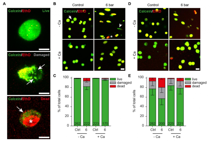 styryl dye – Biophysics Group
